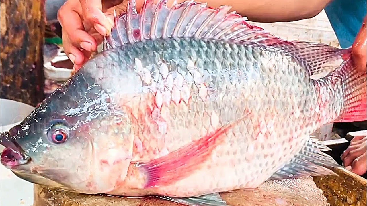 Alive Giant Tilapia Fish Cutting Skills | Amazing Big Tilapia Fish ...