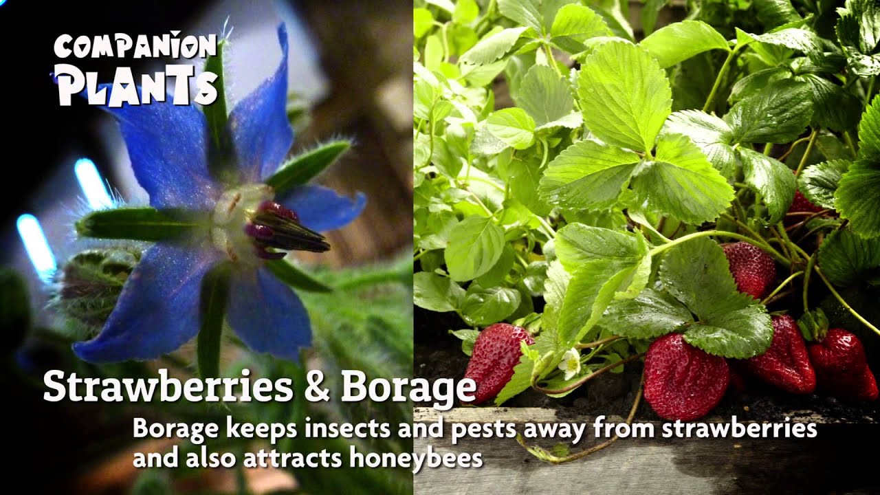 Borage Companion Plant