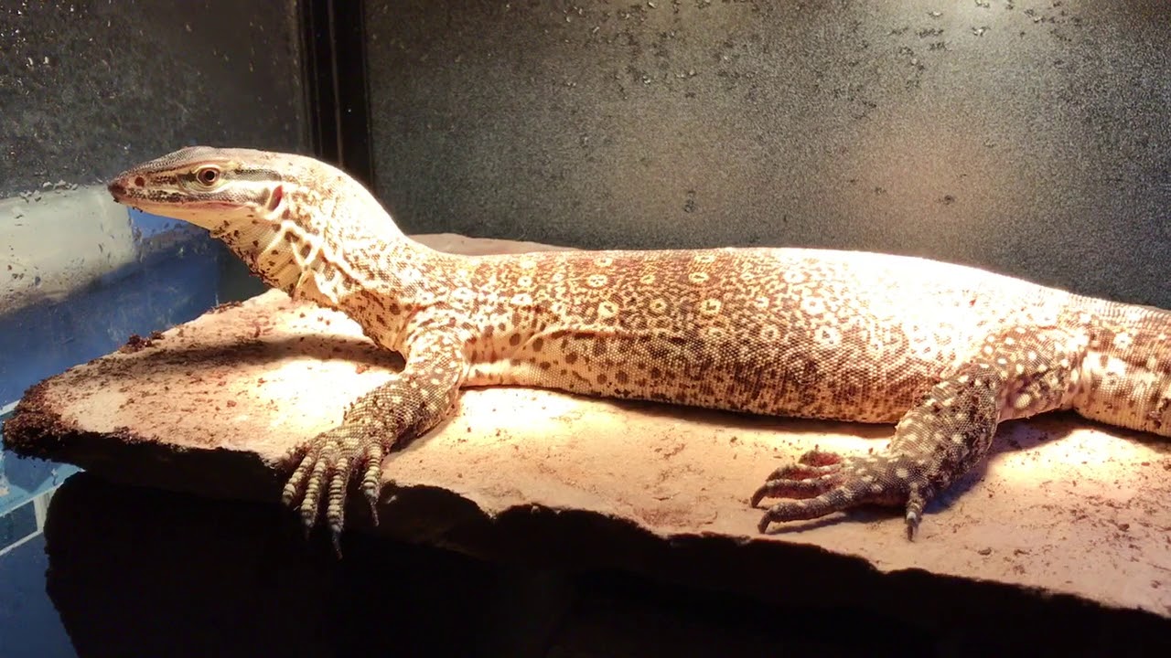 My female Varanus panoptes argus monitor - YouTube