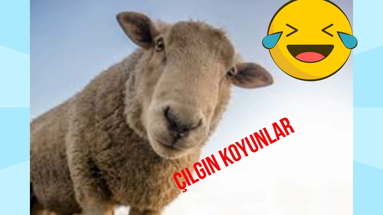HAYVAN SALDIRILARI (KOÇ-KOYUN ) TAM GÜLMELİK .:D - YouTube