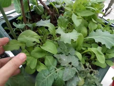 Saksıda balkonda roka salatalik asma bodur domates
