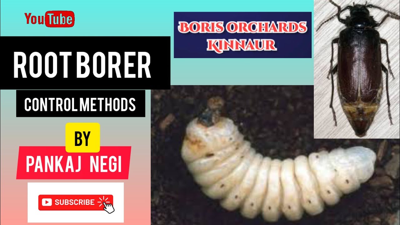 Root borer control methods// root borer से पेड़ों को केसे बचाएं ...