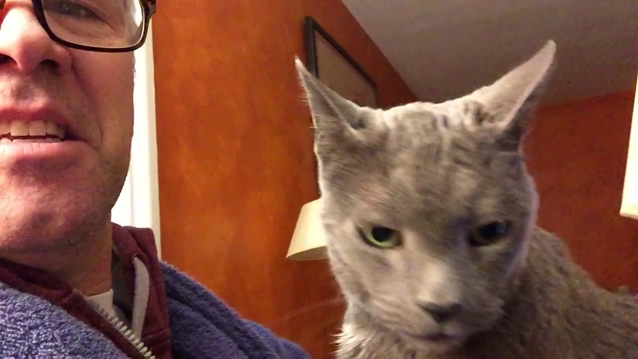 grey cat head butting 2 - YouTube