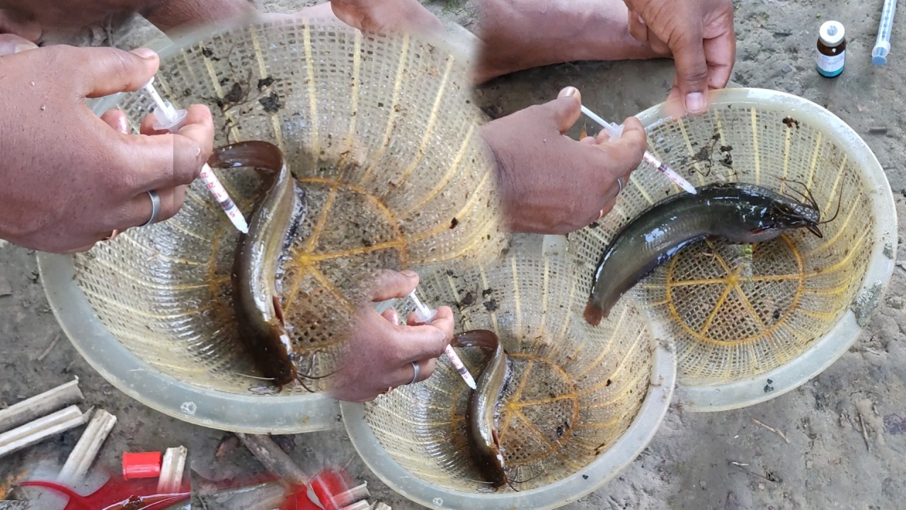 শিং মাছ ব্রিডিং পদ্ধতি।Fish Breeding Full Process.Shing Fish Breeding ...
