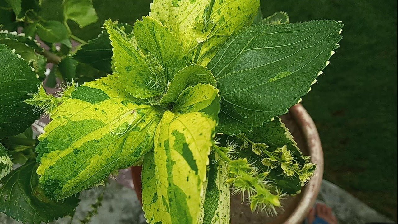 Acalypha wilkesiana,Copperleaf, Joseph's coat,Fire-dragan plant ...