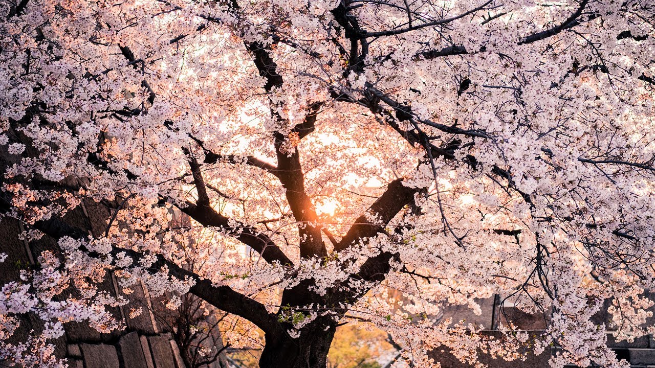 Spring | Nature background Free Stock Video Footage collection - No ...