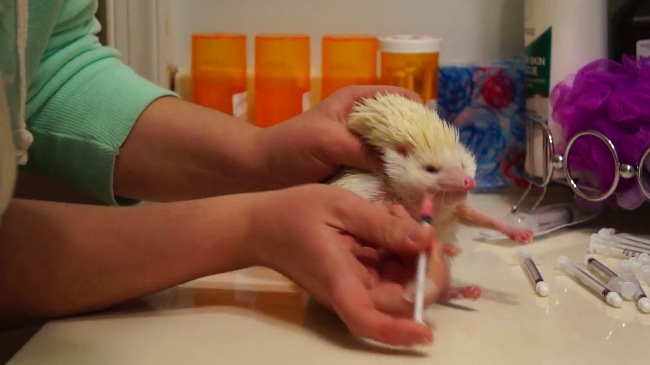 How I Give My Hedgehog Medicine - YouTube
