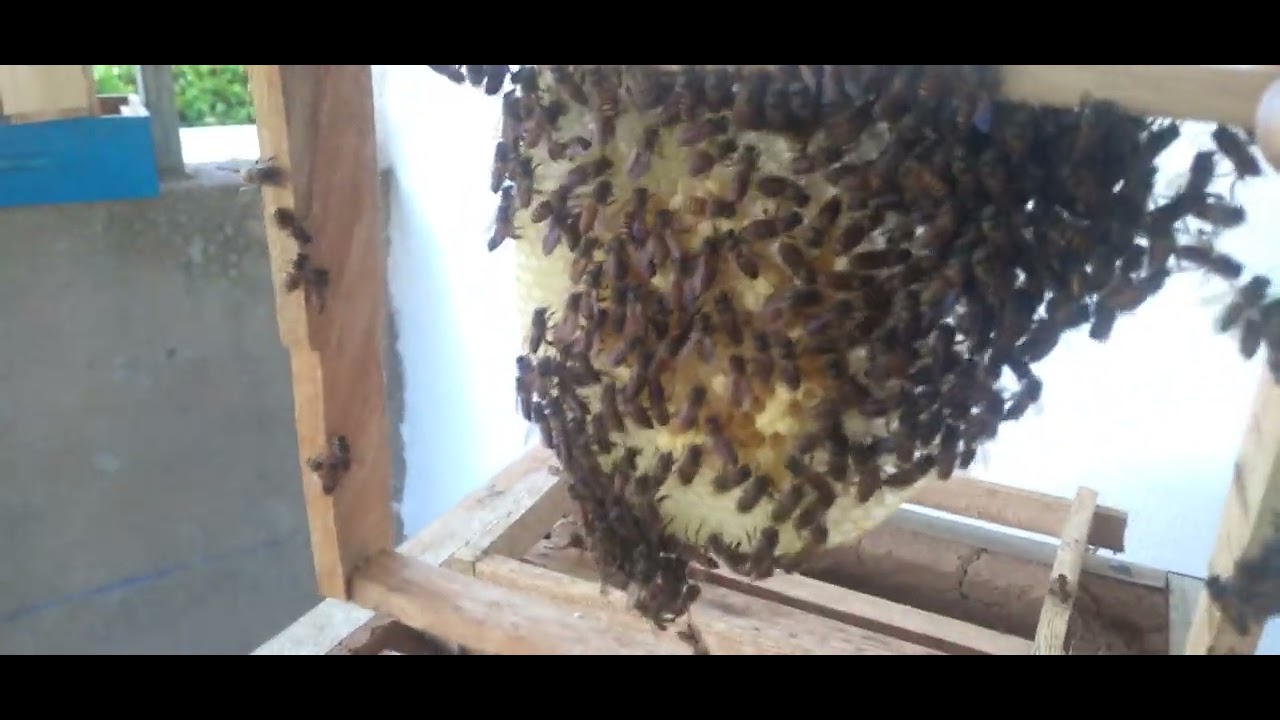 Apis Cerena Honey Bees in Termite mud bee Hieve...Made by Abdul Gaffar ...