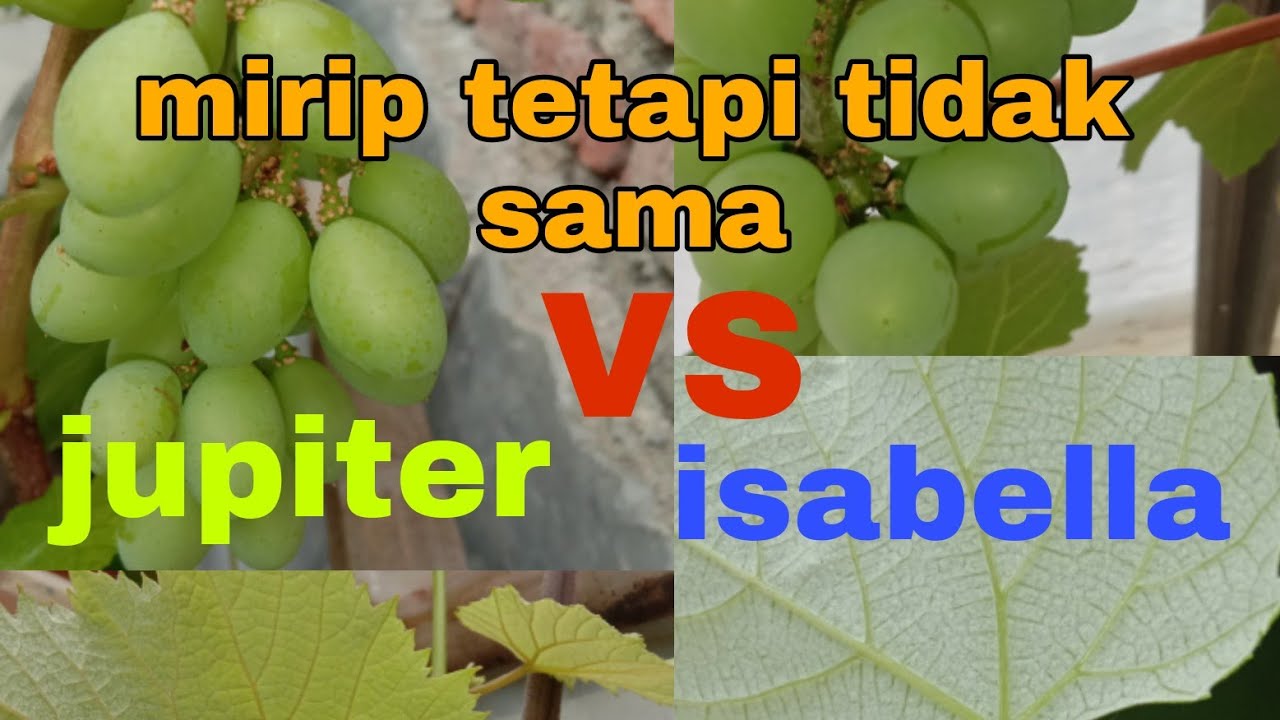 Perbedaan anggur jupiter dan isabella - YouTube