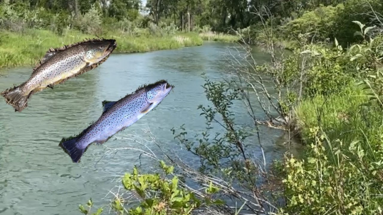 Catching trout every cast! Big brown trout everywhere! - YouTube