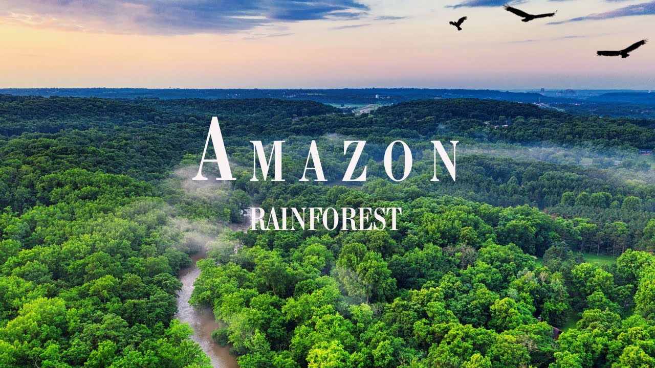 Amazon Jungle | Amazon Rainforest | Nature Documentary | Amazon ...