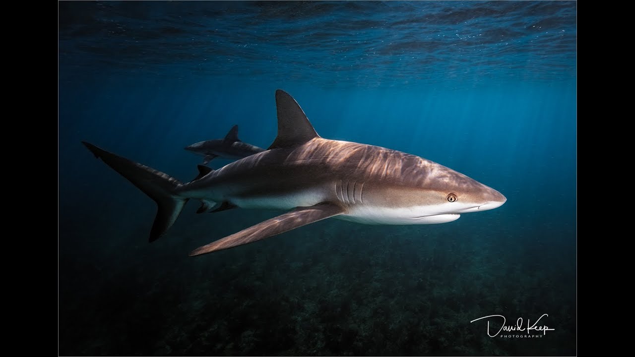 Underwater Photography Sharks