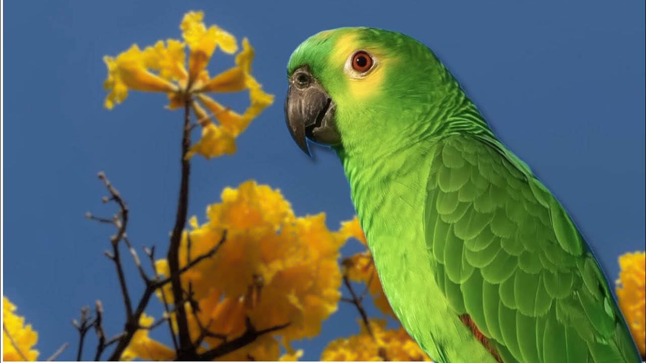 Canto do papagaio verdadeiro na natureza! - YouTube