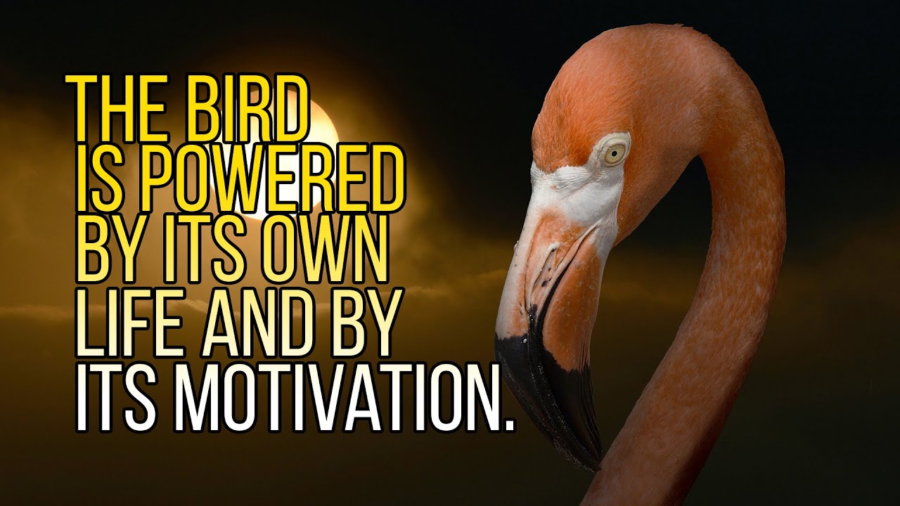 Flamingo Sayings : The Most Beautiful Flamingo Quotes To Live Your Life ...