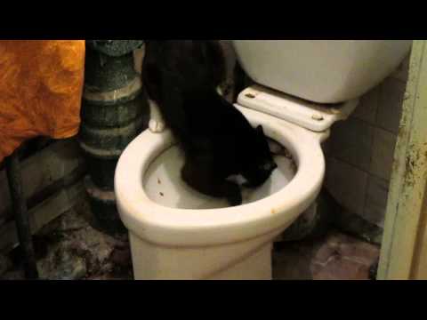 ТУАЛЕТ ЗДЕСЬ !!!