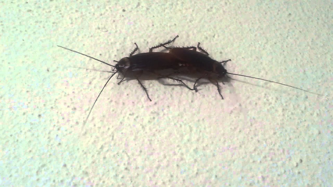 A pair of cockroaches copulating/mating!? - YouTube