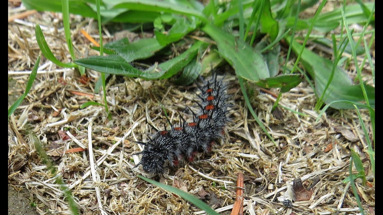 Spiny Elm Caterpillar. Larvae of the Mourning Cloak Butterfly. - YouTube
