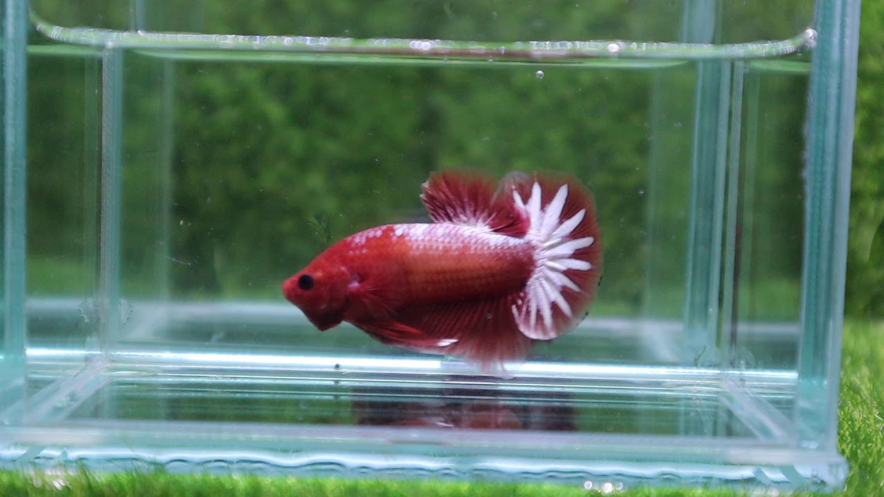 Live Betta Fish High Quality HMPK Male Red Fancy Copper - YouTube