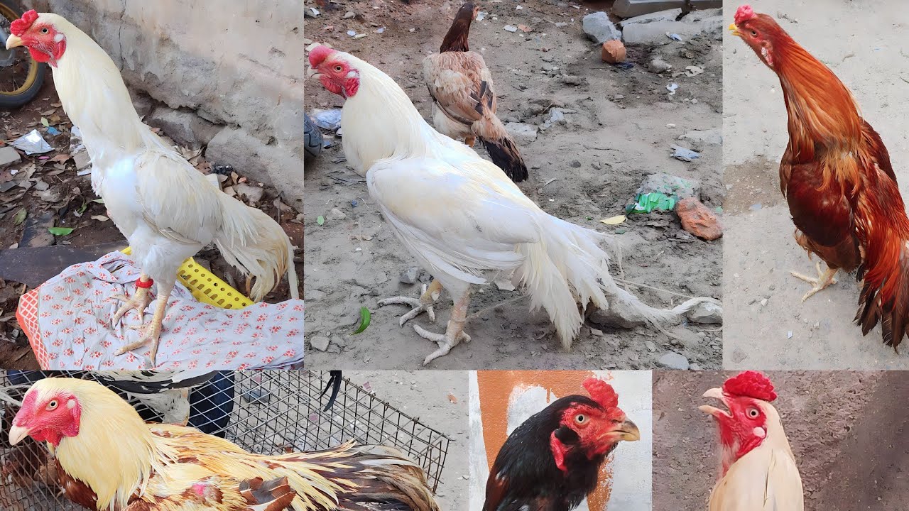 Sunday Erragadda Market Hens Part 2 Aseel Murga || Chicken - YouTube