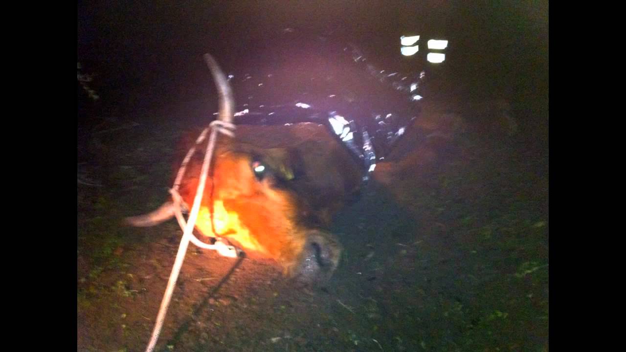 salvataggio mucca sardo modicana - YouTube