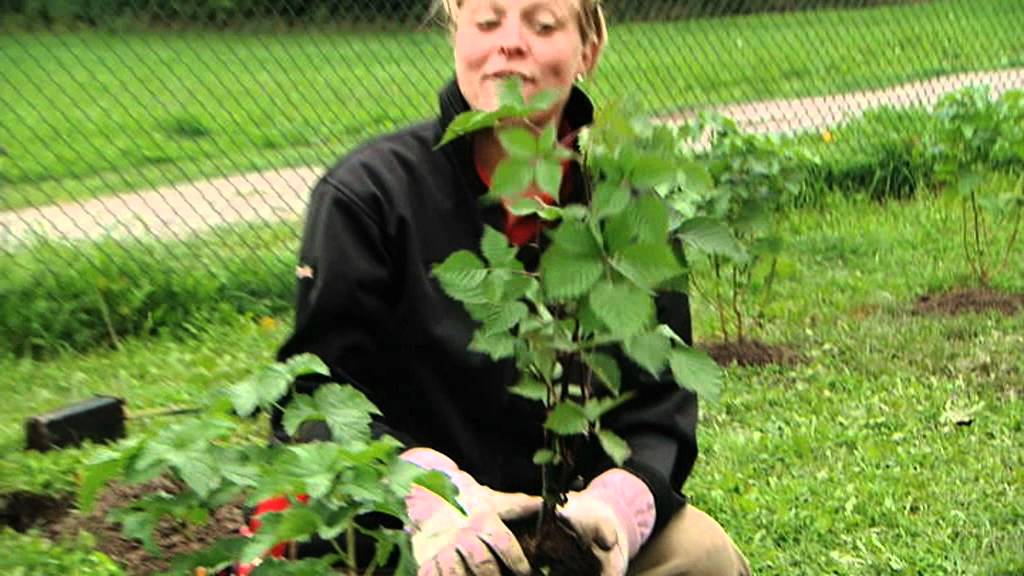 Trädgårdsdrömmar Plantera buskar.mov - YouTube