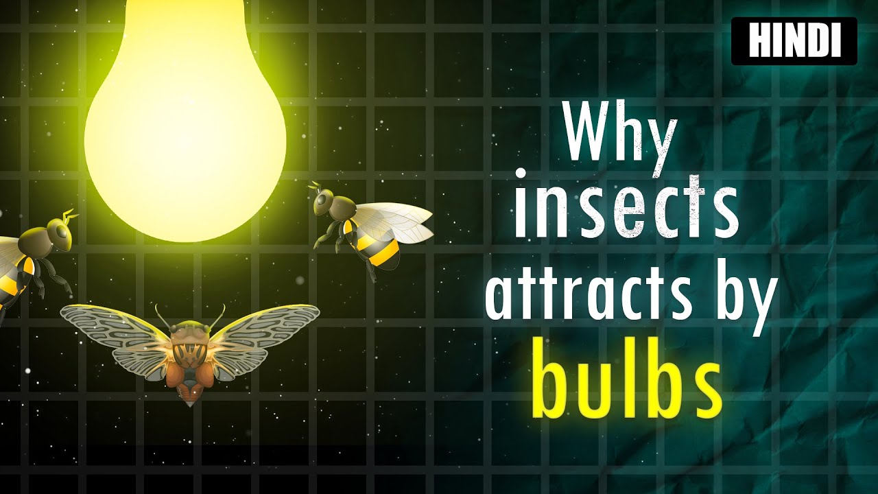 Real reason behind this insect mystery - YouTube