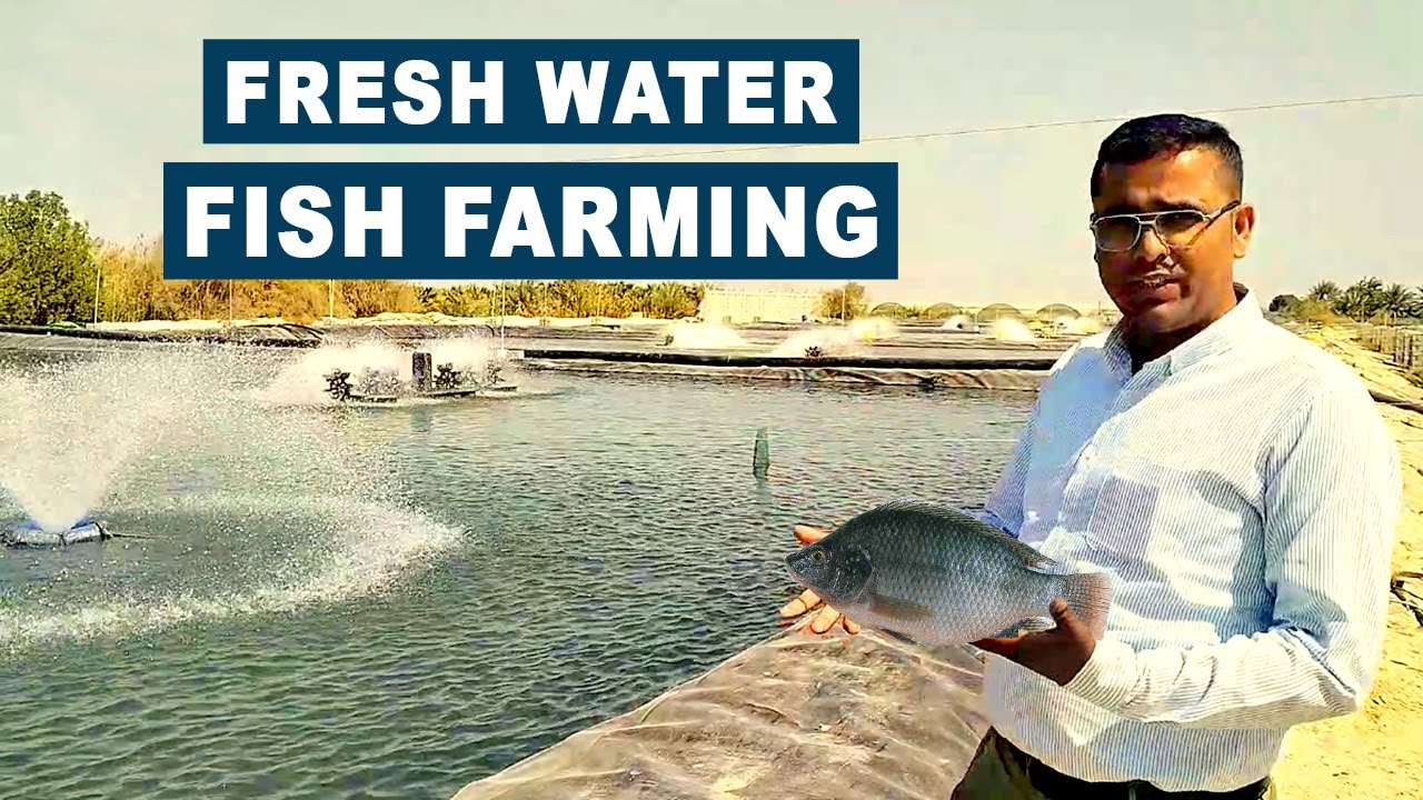 Fresh Water Fish Farming in Saudi Arab - YouTube