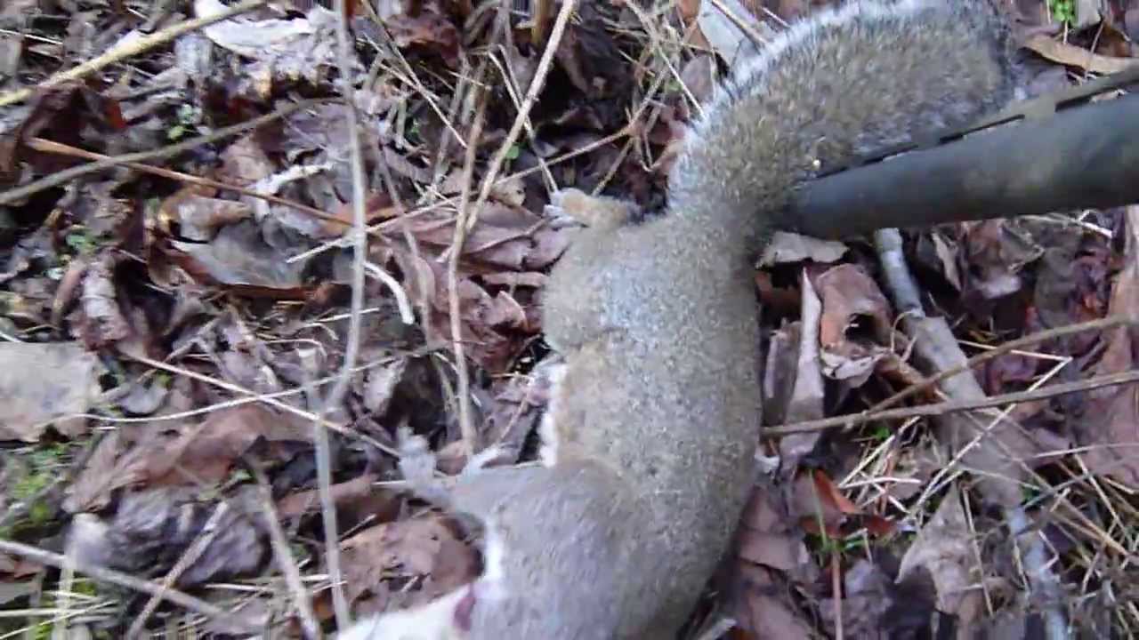 Winter Squirrel Hunting (Gun Cam) - YouTube