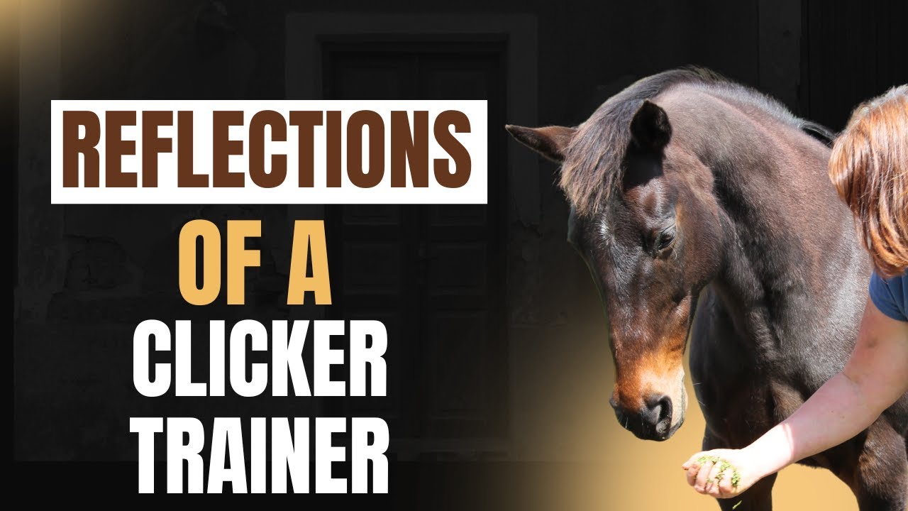Clicker training the traumatised horse Flash - YouTube