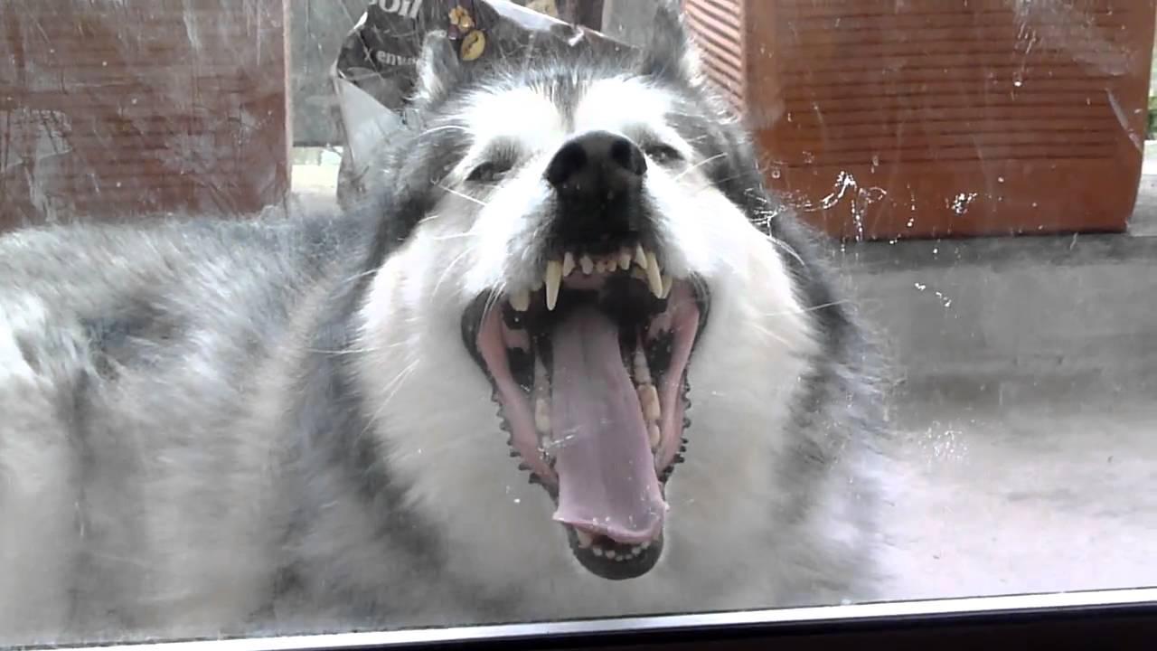 Dozer_Face_Smash.MOV - YouTube