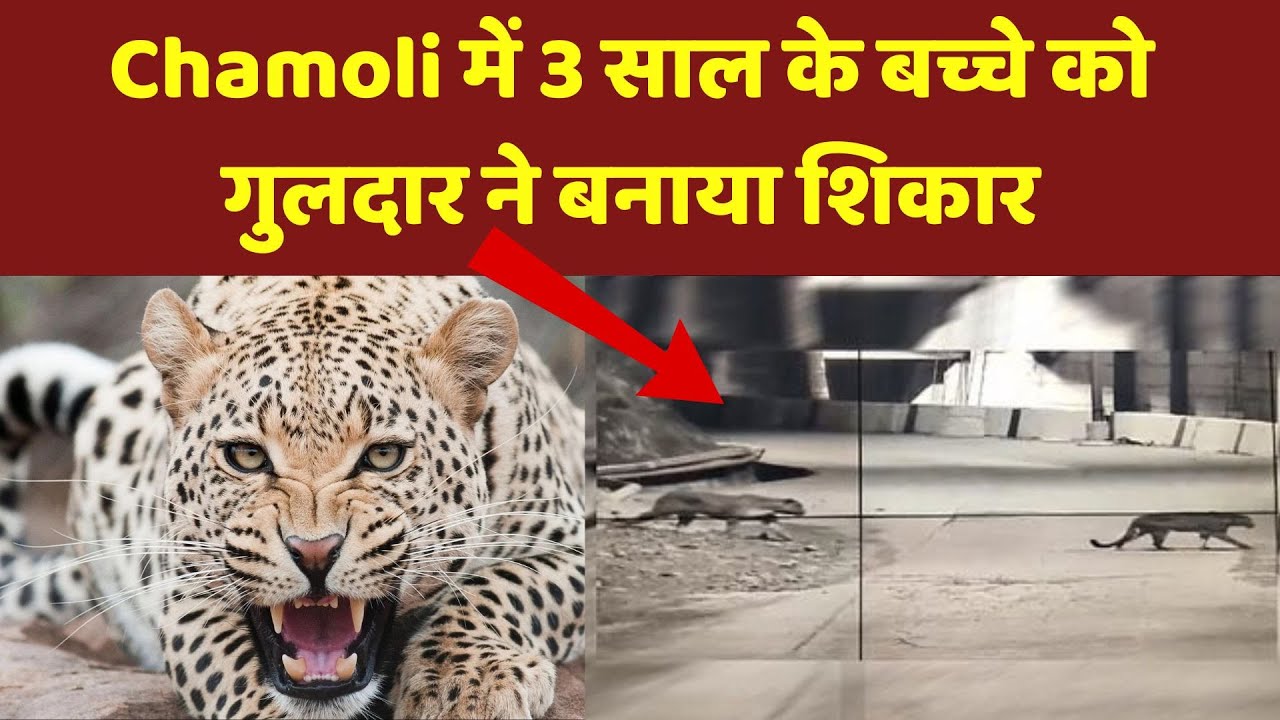 chamoli guldaar news- Maa के सामने उठा ले गया मासूम को गुलदार 200m दूर ...