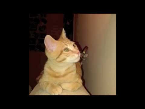 Cookie the ginger cat