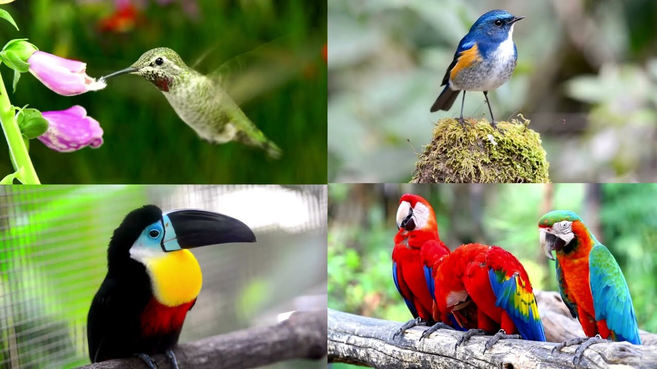Cutest Birds Names and Sounds | Small Colorful Birds For Kids | Birds ...