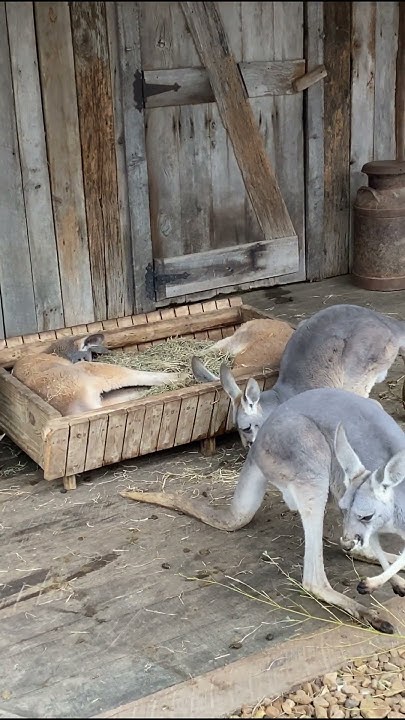 Милые кенгуру, жизнь в Америке. #життявсша #кенгуру #животные - YouTube