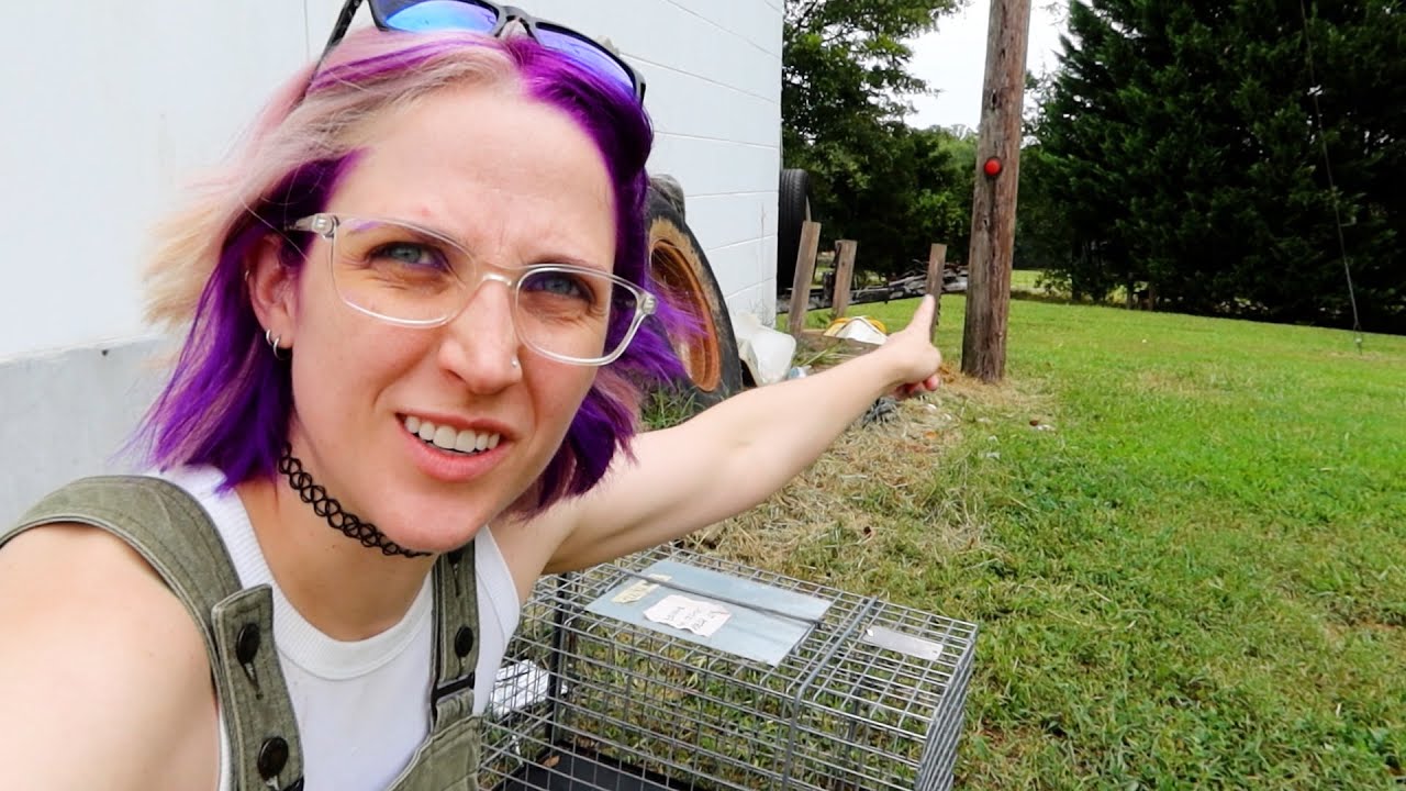Chaos and no kittens?! (I am a failure) | Fortheloveofkittenrescue ...