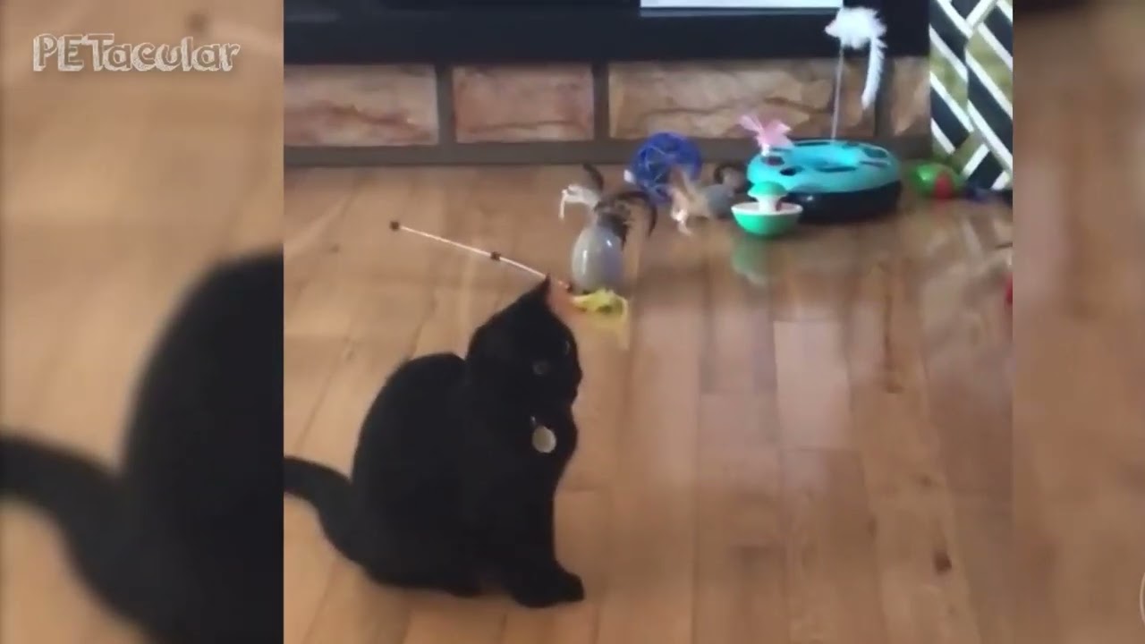 Meeko the Funny Cat Playing and Exploring - YouTube