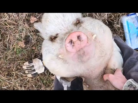 Stories of Wilson the Pig - YouTube