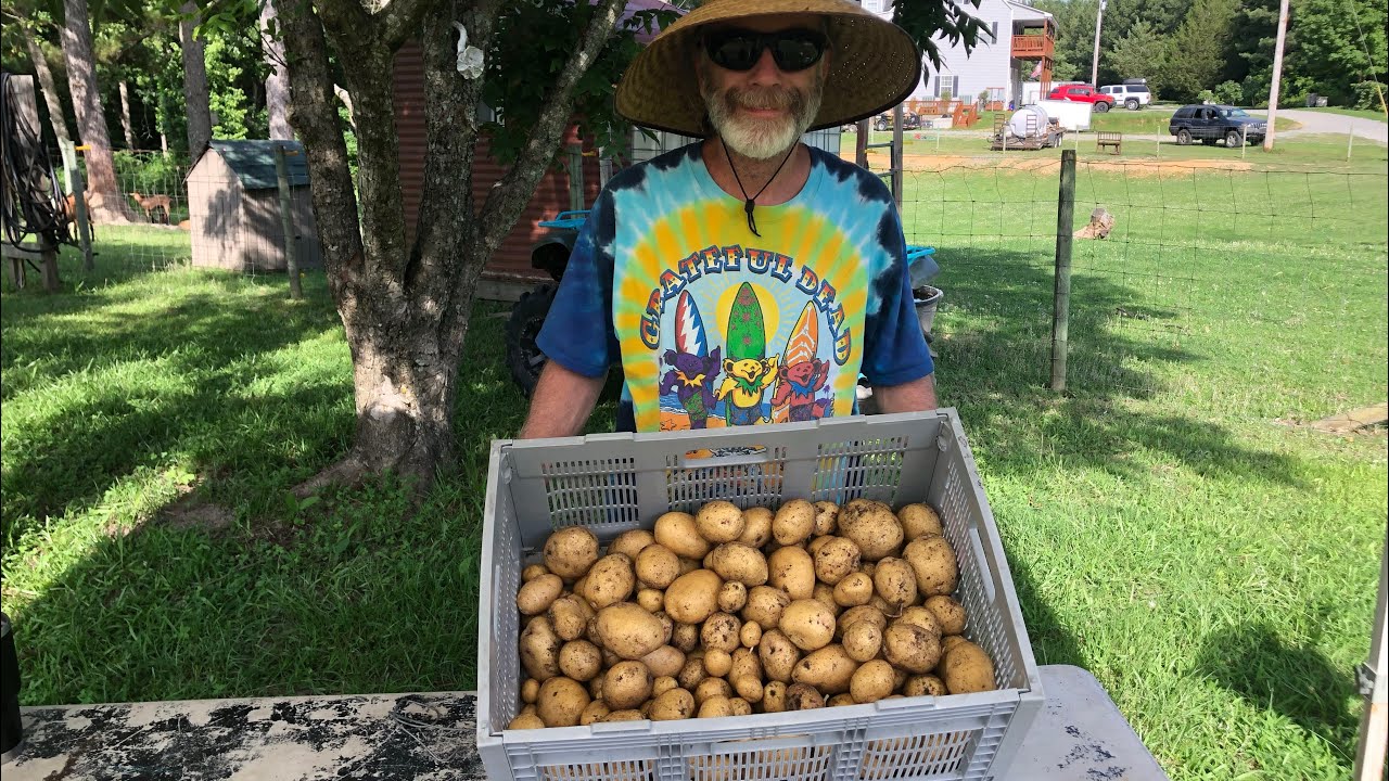 We dumped our potato haul | growing potatoes in bags | 10 gallon potato ...