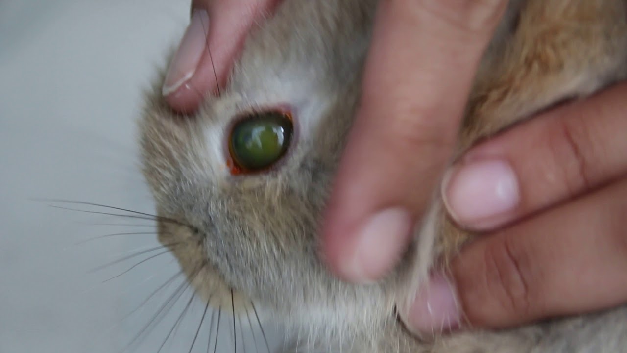 A young rabbit has a white eye. Why? Fluorescein eye stain test - YouTube