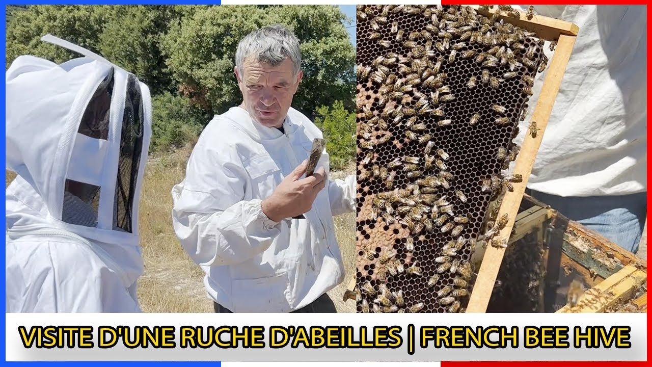 À QUOI RESSEMBLE UNE RUCHE D'ABEILLE | WHAT a FRENCH BEE HIVE LOOKS ...