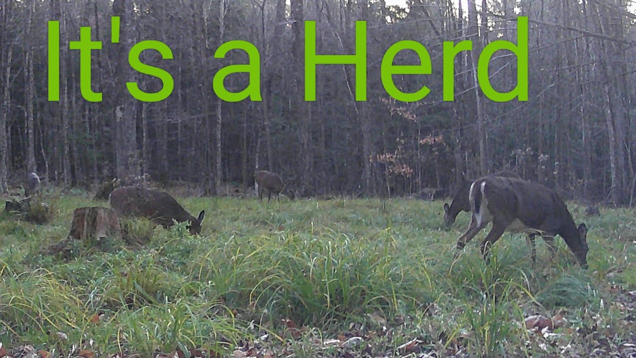Adirondack Deer Hunt Before The Big Storm - YouTube