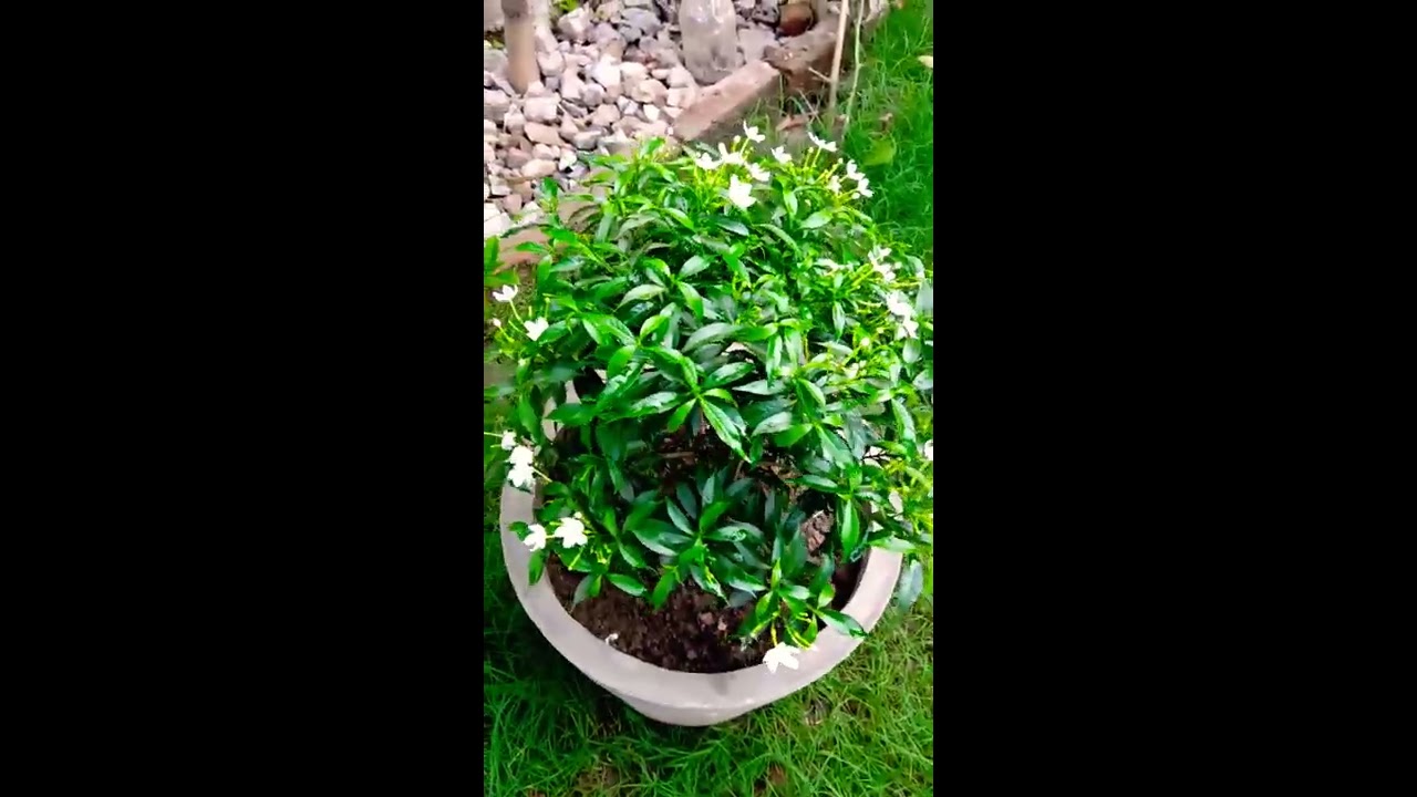 How to grow and care Chandni plant || 30 May 2020 - YouTube
