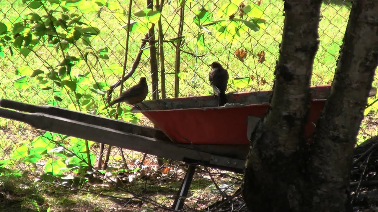 bird bath wheelbarrow HD Royalty Free - YouTube