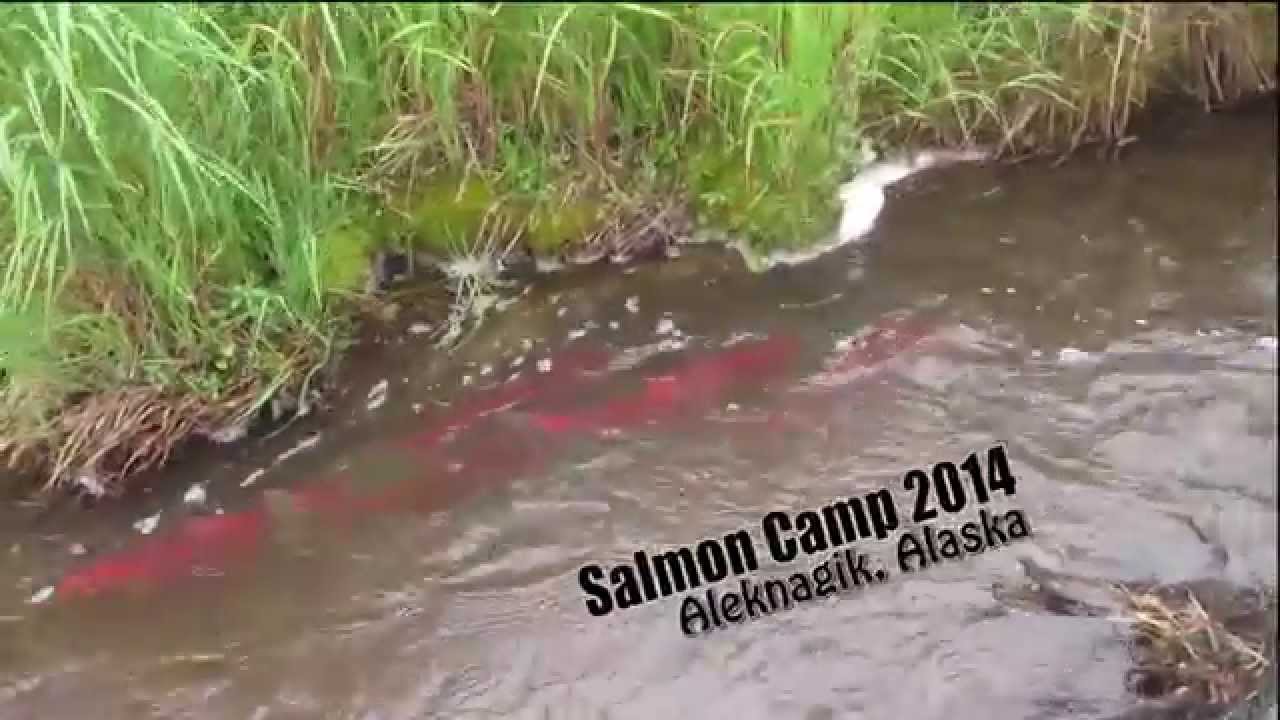 Salmon Camp 2014 - UAF Bristol Bay Campus - Dillingham, Alaska - YouTube