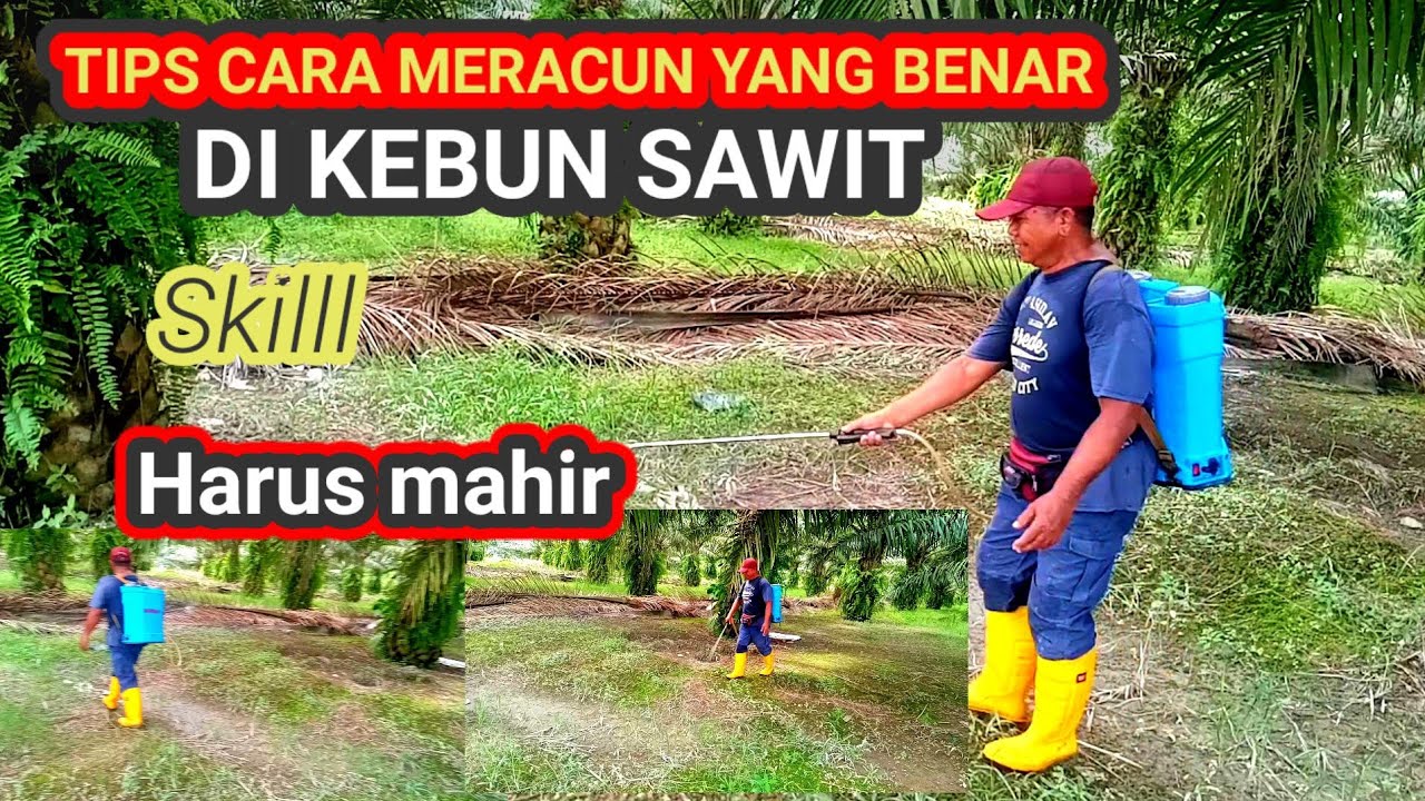 TIPS CARA MERACUN|| DI KEBUN KELAPA|SAWIT,#butuh#skills#racunrumput ...