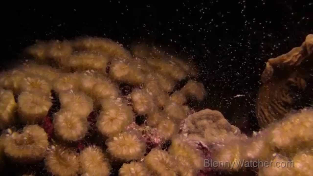 Spawning flower coral - Eusmilia fastigiata - YouTube