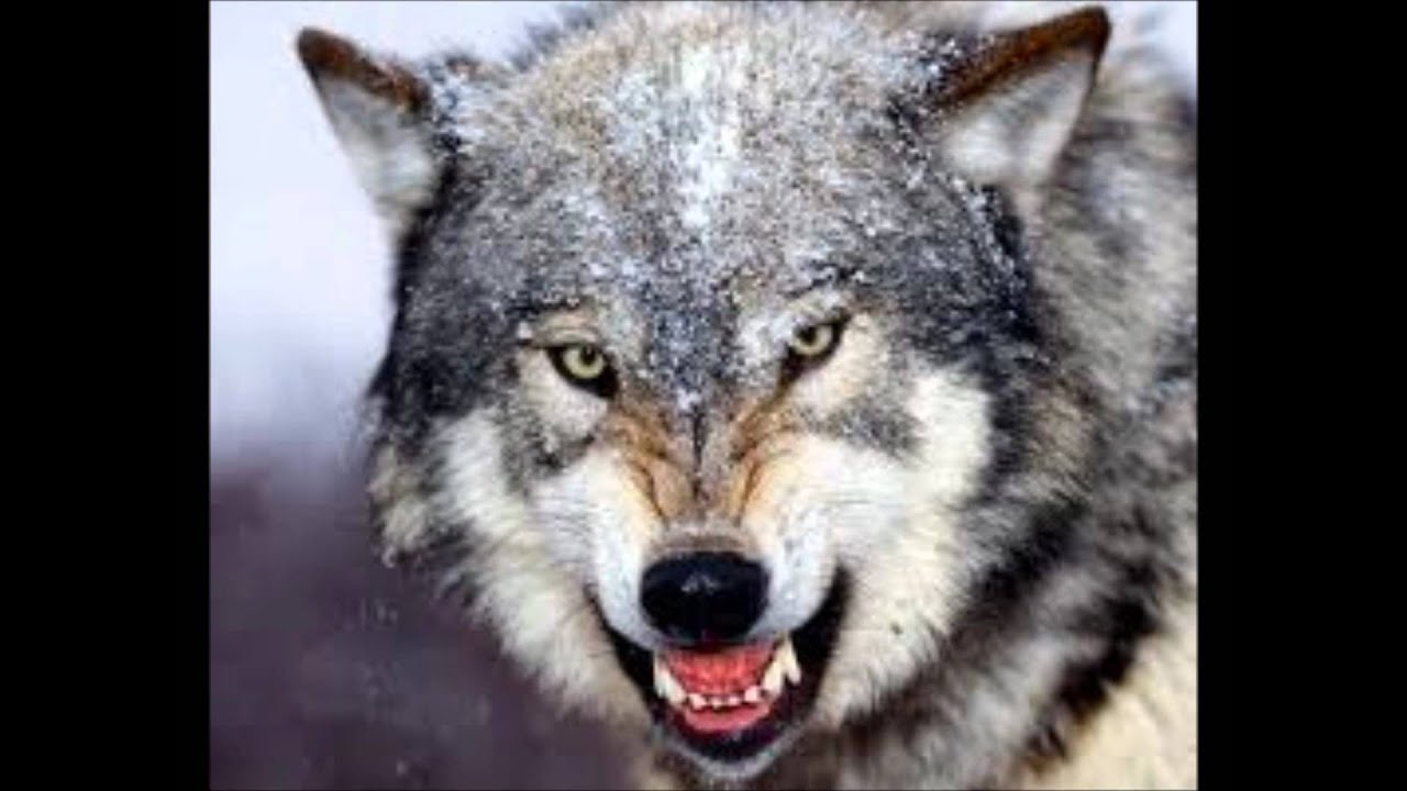 Wölfe - YouTube