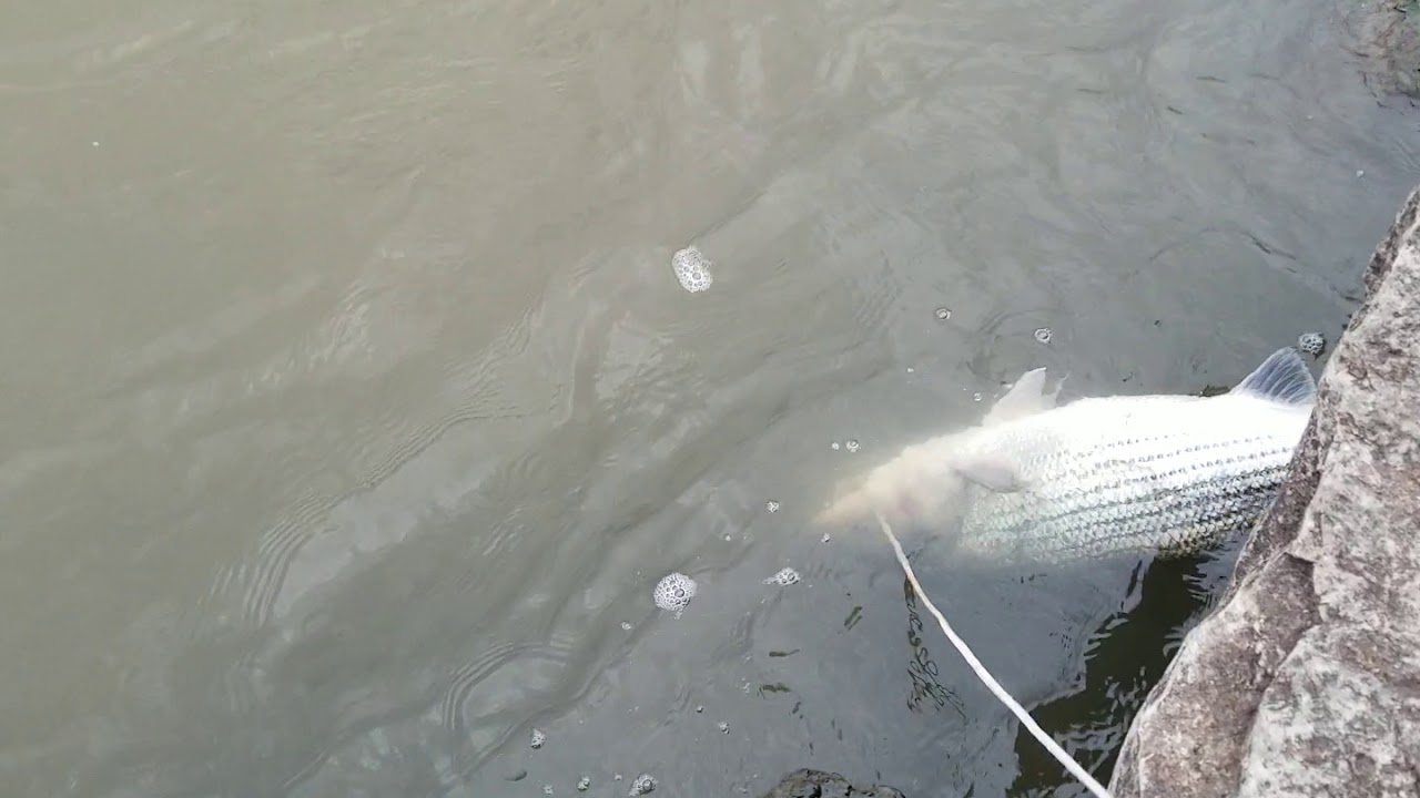 Keystone dam striper - YouTube