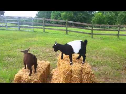 Jello another of my goats fainting - YouTube