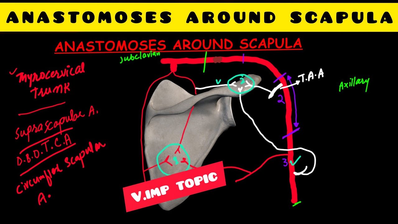 ANASTOMOSES AROUND SCAPULA @dr.naveedmujahid - YouTube